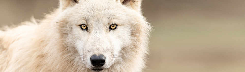 Zoo Animals | Saskatoon.ca